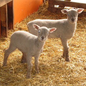 RI Sheep Breeders, RIRC&D, RIDEM